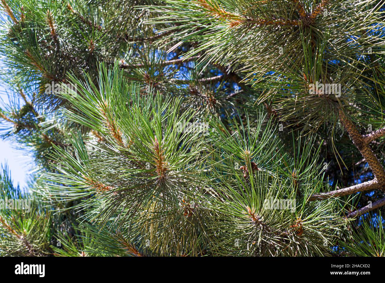 Pine background. Green evergreen tree close up Stock Photo - Alamy