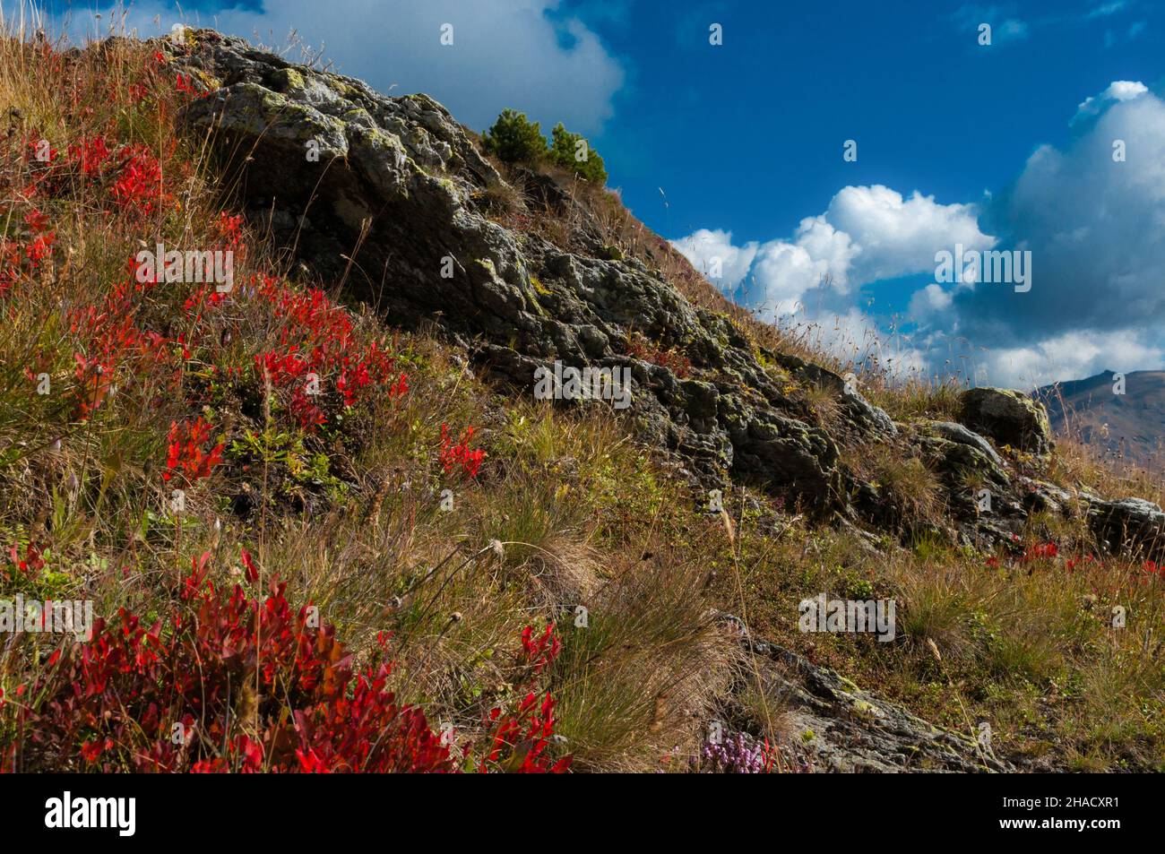 Large blueberry rock with leaves already turning red Stock Photo - Alamy
