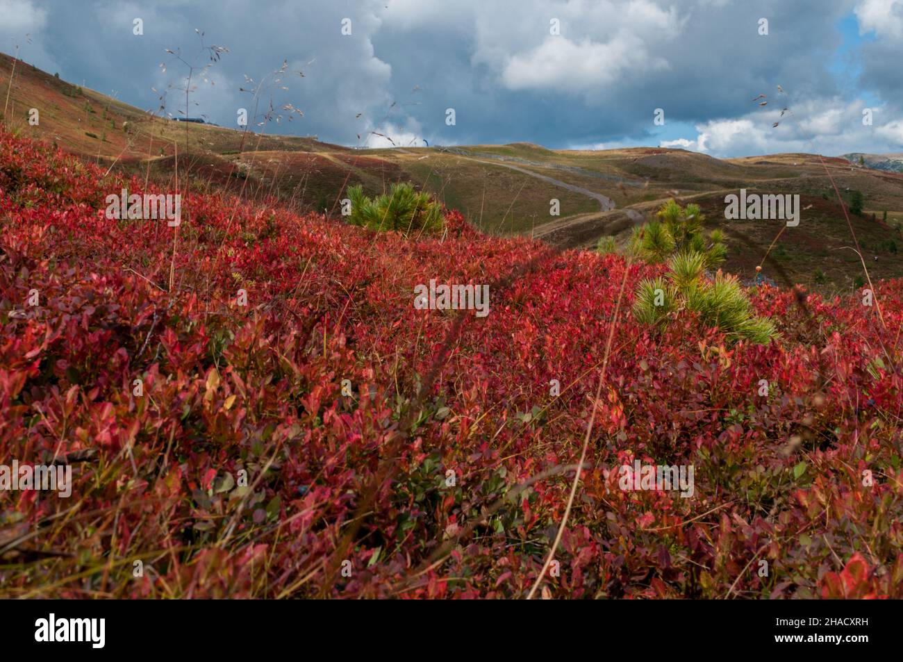 Large blueberry rock with leaves already turning red Stock Photo - Alamy