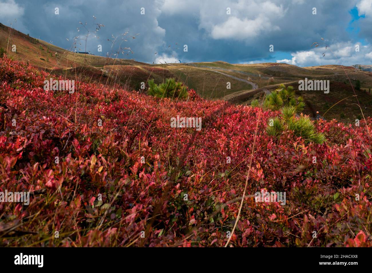Large blueberry rock with leaves already turning red Stock Photo - Alamy