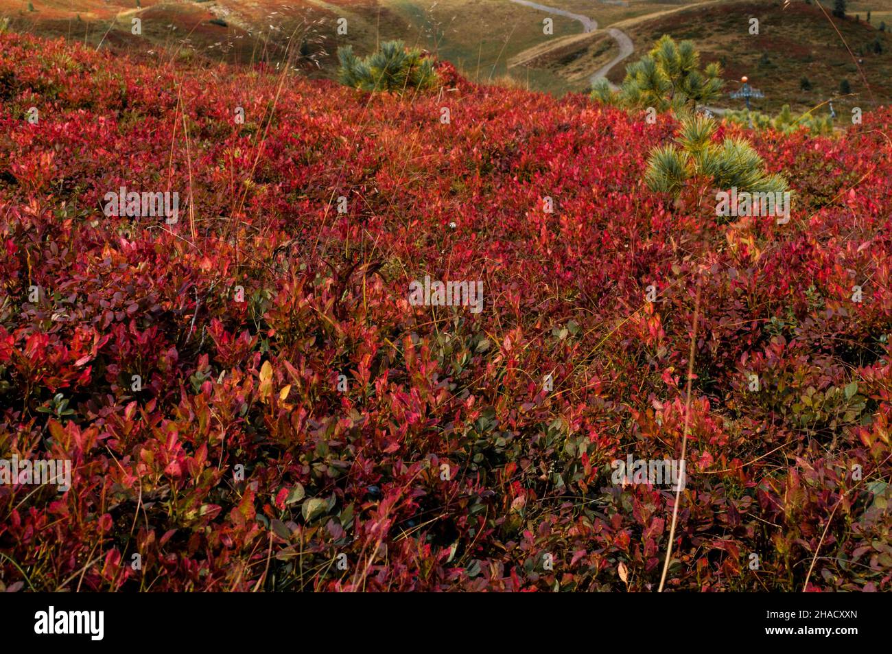 Large blueberry rock with leaves already turning red Stock Photo - Alamy