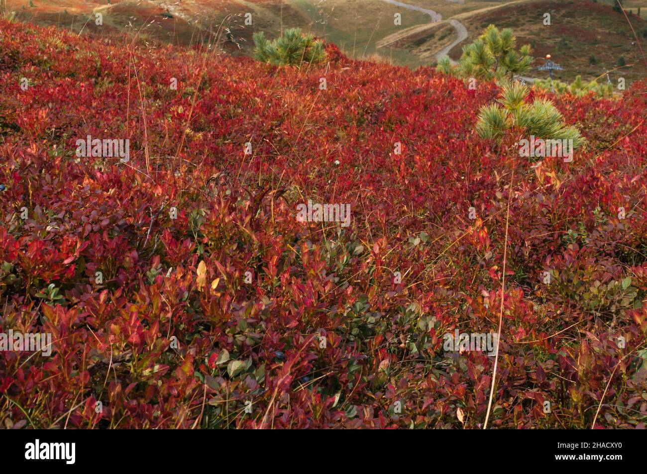 Large blueberry rock with leaves already turning red Stock Photo - Alamy