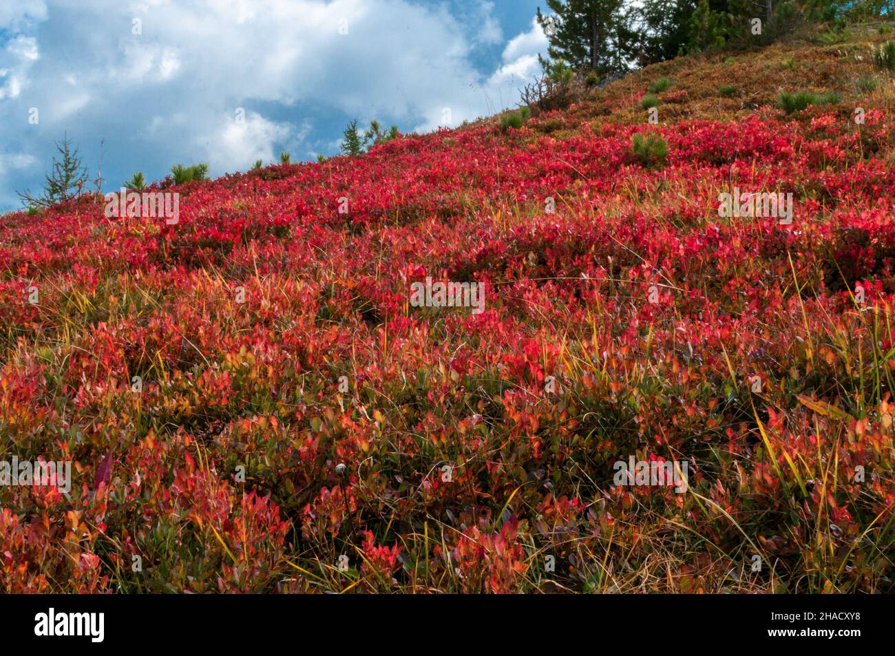 Large blueberry rock with leaves already turning red Stock Photo - Alamy