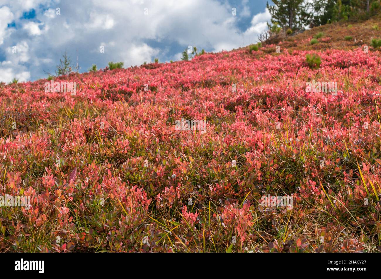 Large blueberry rock with leaves already turning red Stock Photo - Alamy
