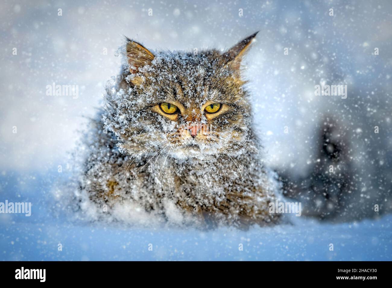 Cute cat in snow face hi-res stock photography and images - Alamy