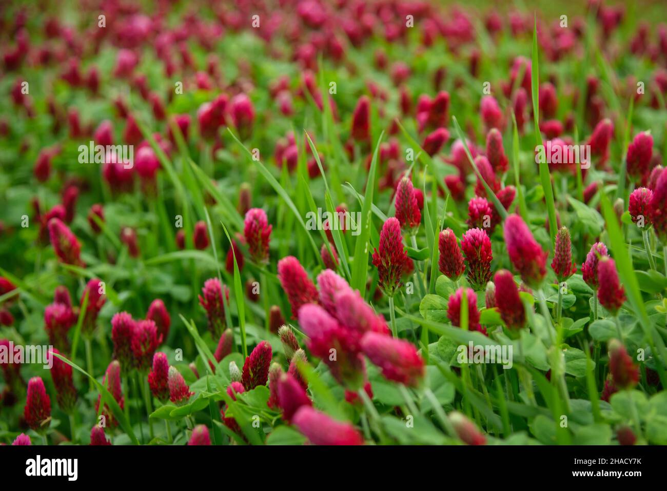 Blooming field of red clover Stock Photo - Alamy