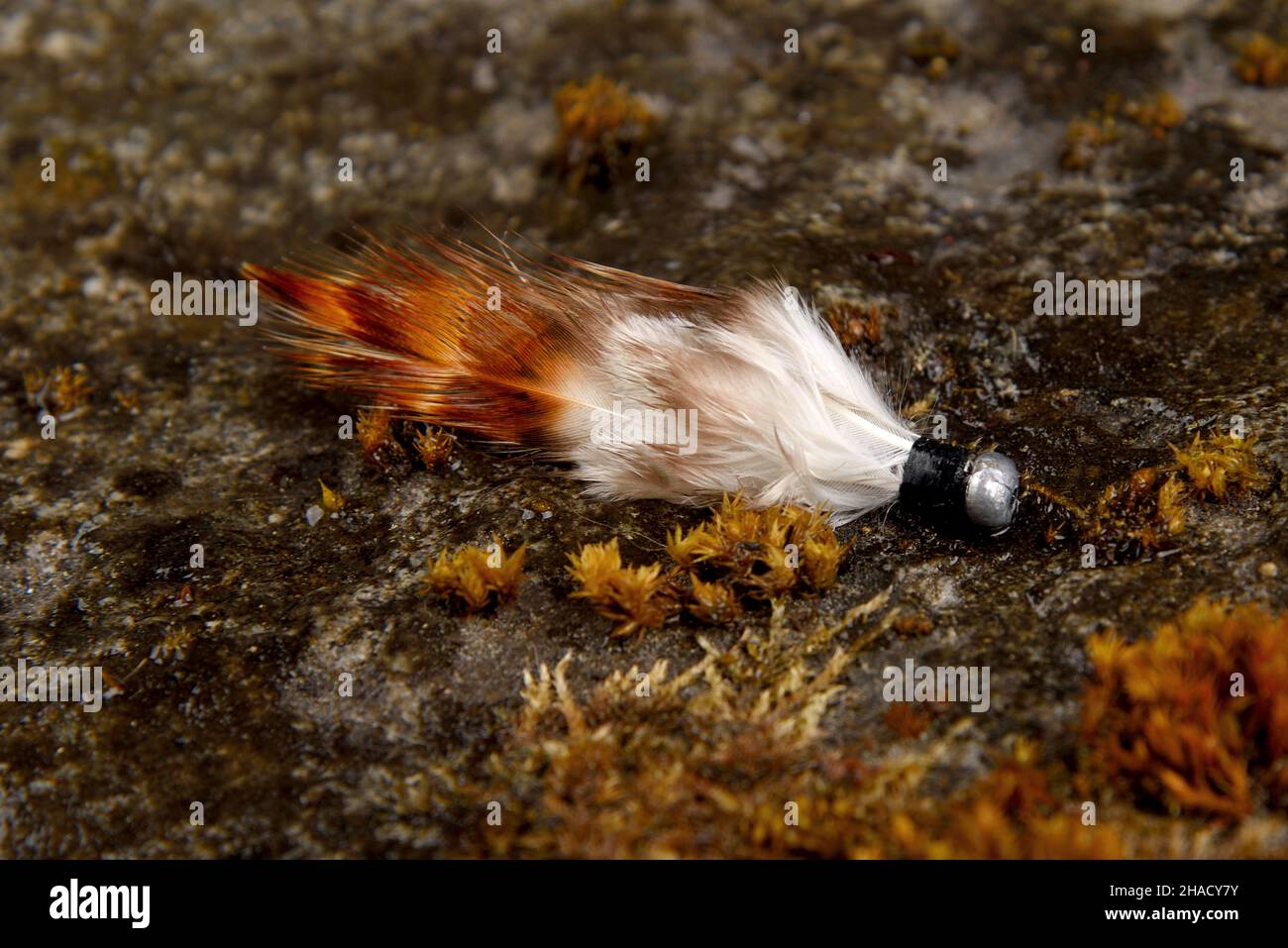 Feathers on fishing lure hi-res stock photography and images - Alamy