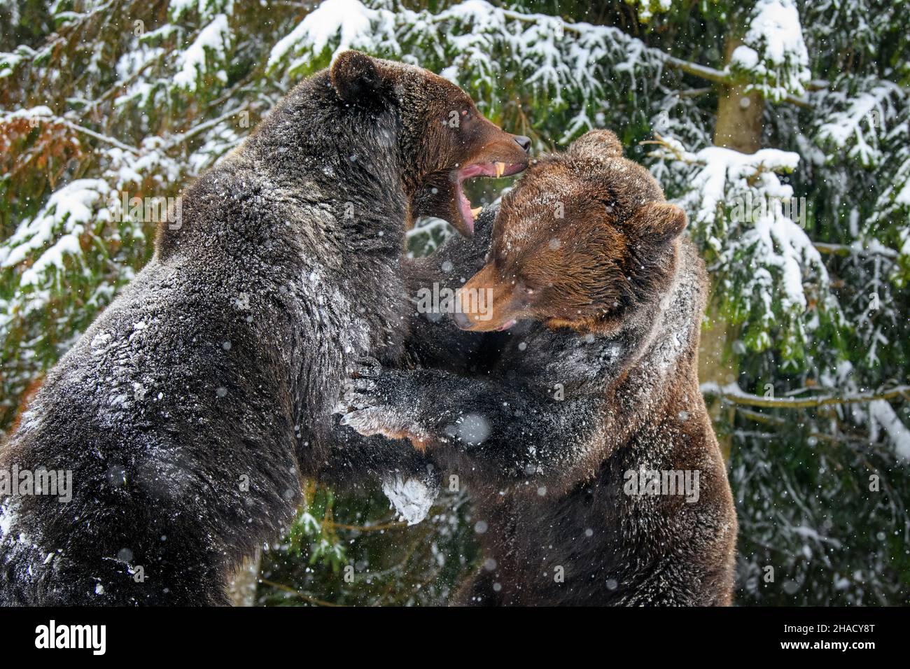 Close-up two angry brown bear fight in winter forest. Danger animal in ...