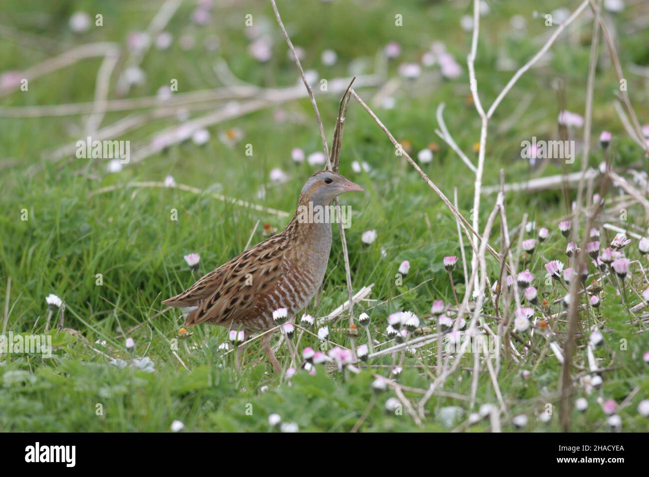 Corncrake are a declining species in the UK with a stable population on ...