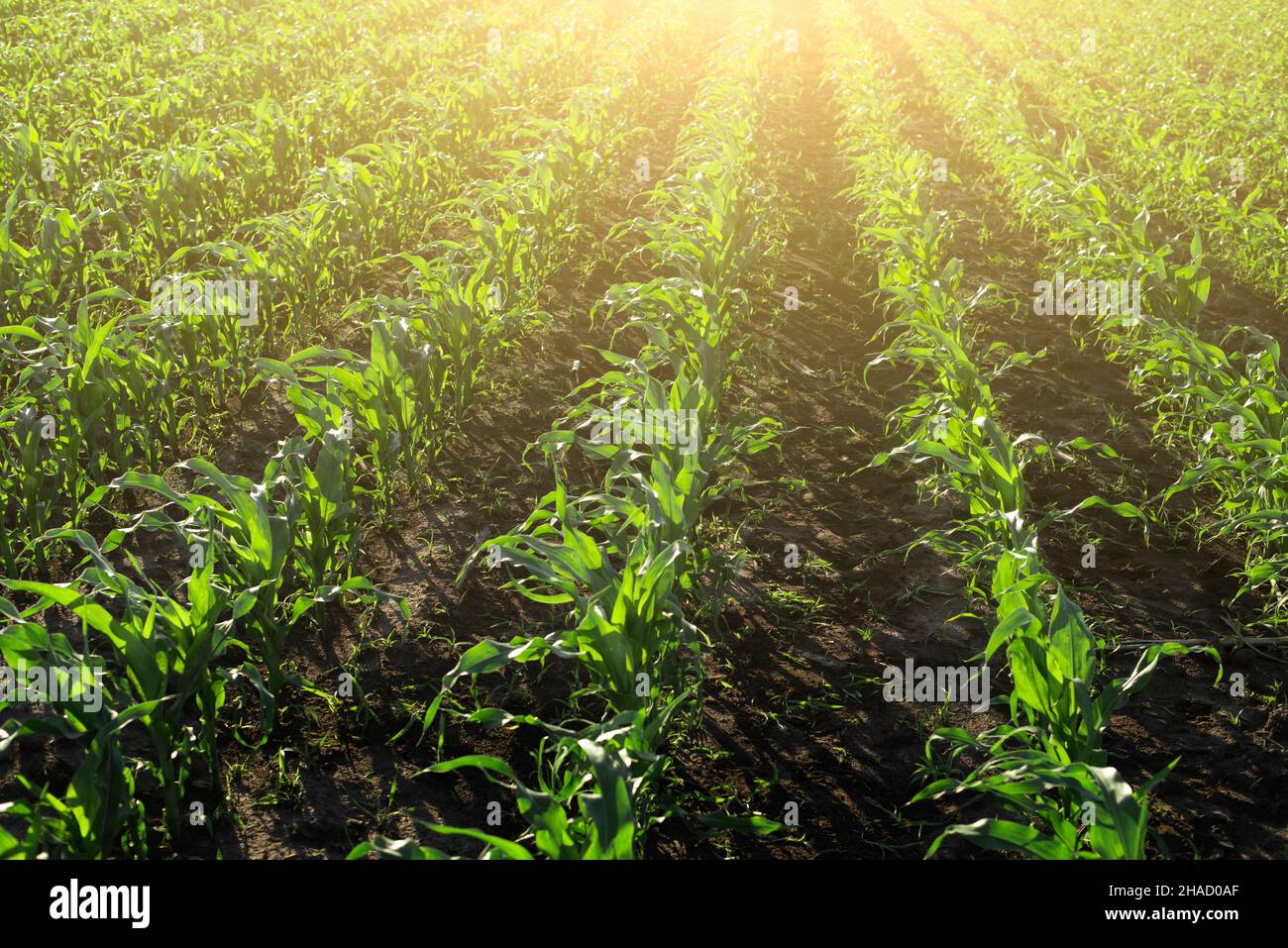 Rows of sprouting maize in fields somewhere in Ukraine Stock Photo - Alamy