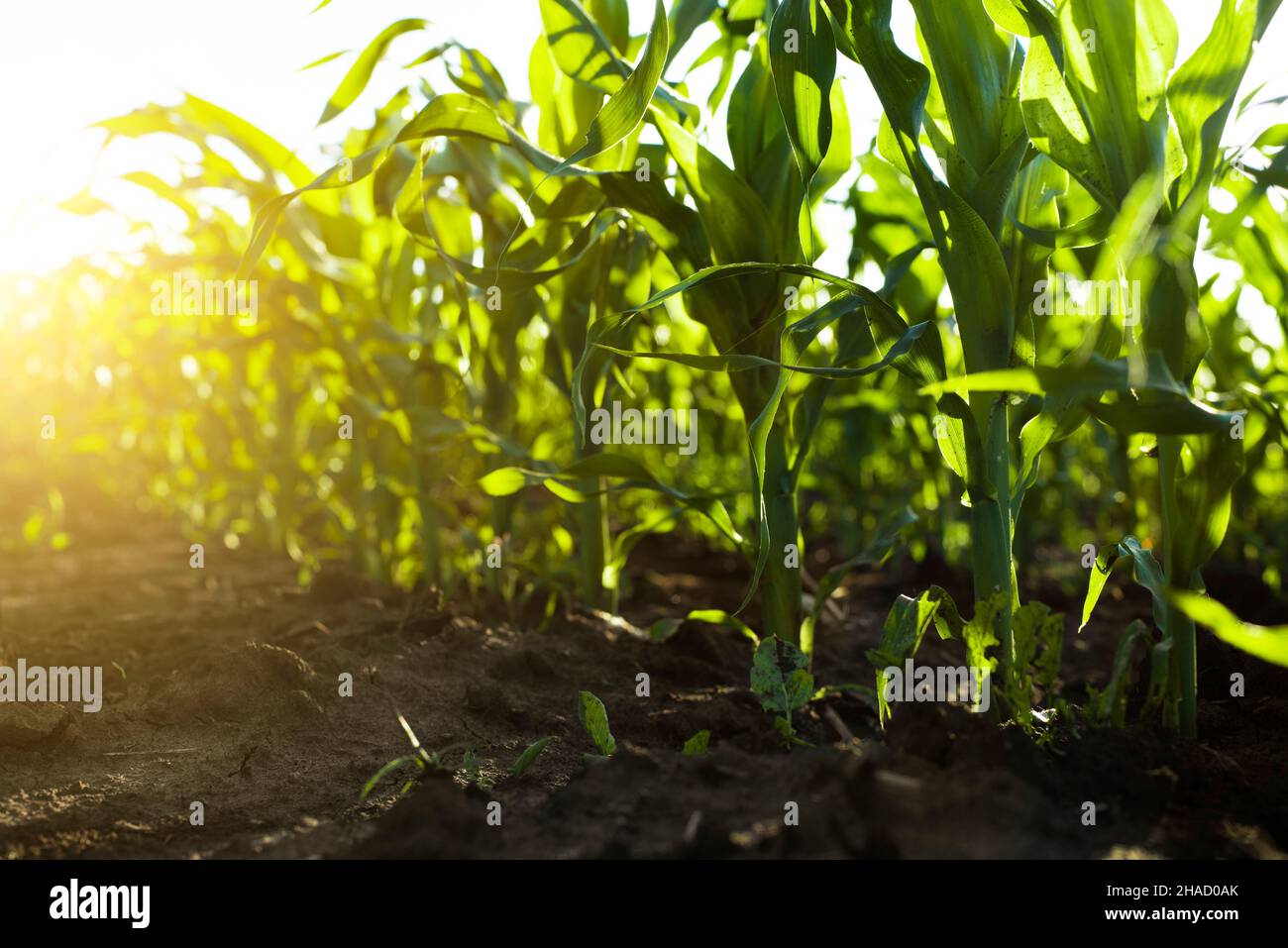 Rows of sprouting maize in fields somewhere in Ukraine Stock Photo - Alamy