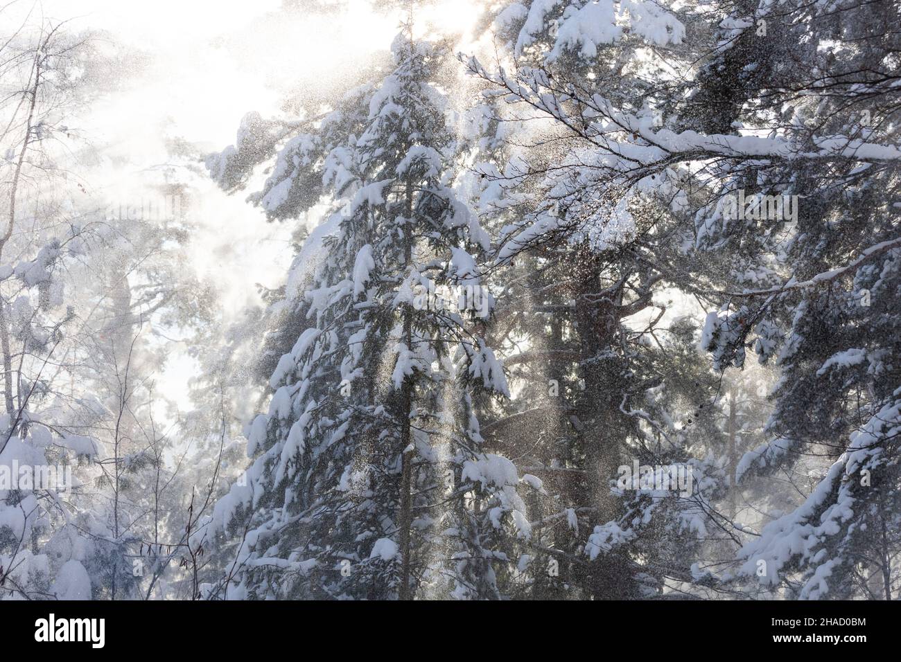 Sunrise through pine trees snow hi-res stock photography and images - Alamy