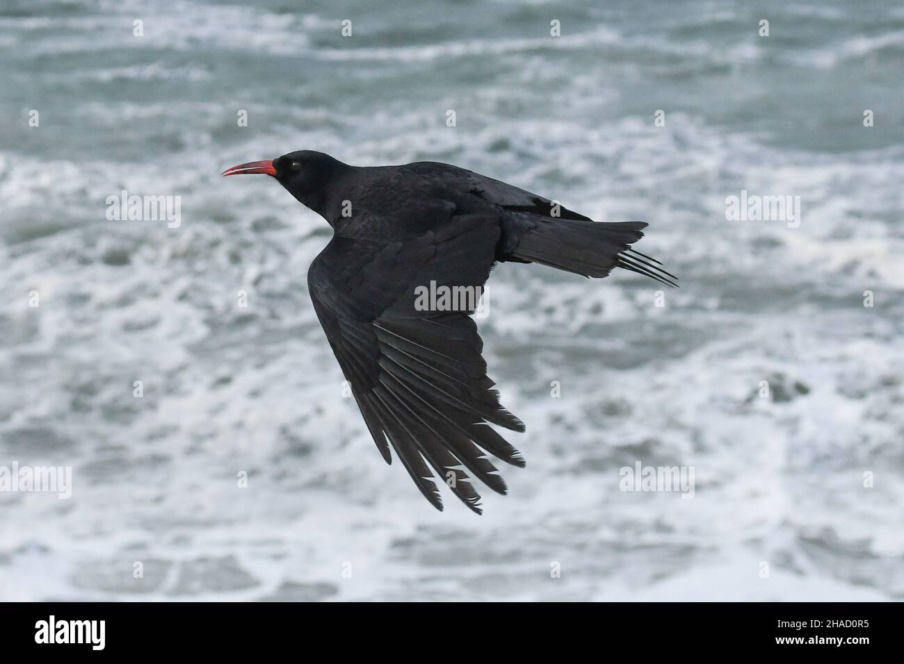 Daymer Bay, Cornwall, UK. 12th December 2021. An unringed Cornish ...