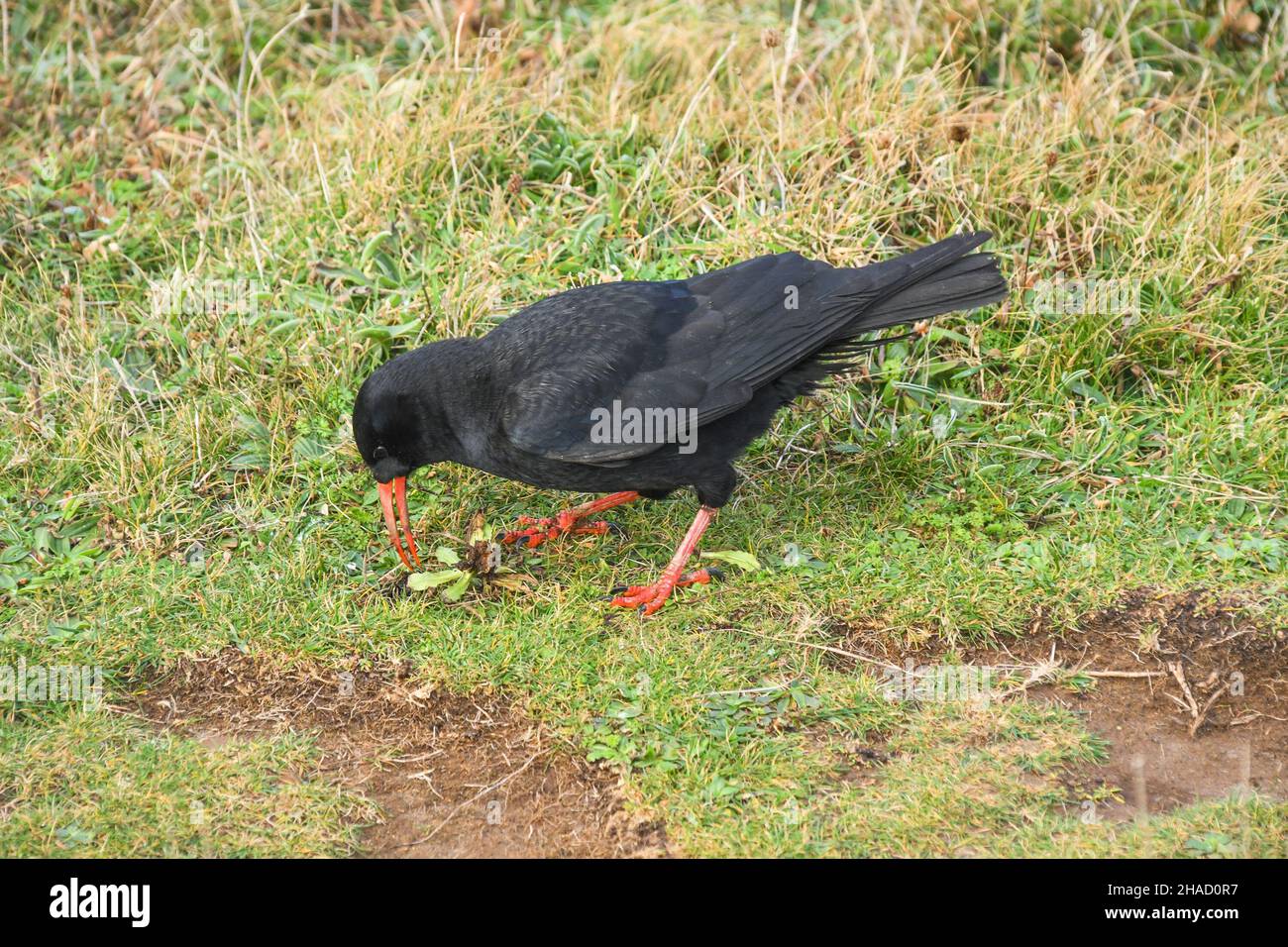 Daymer Bay, Cornwall, UK. 12th December 2021. An unringed Cornish ...