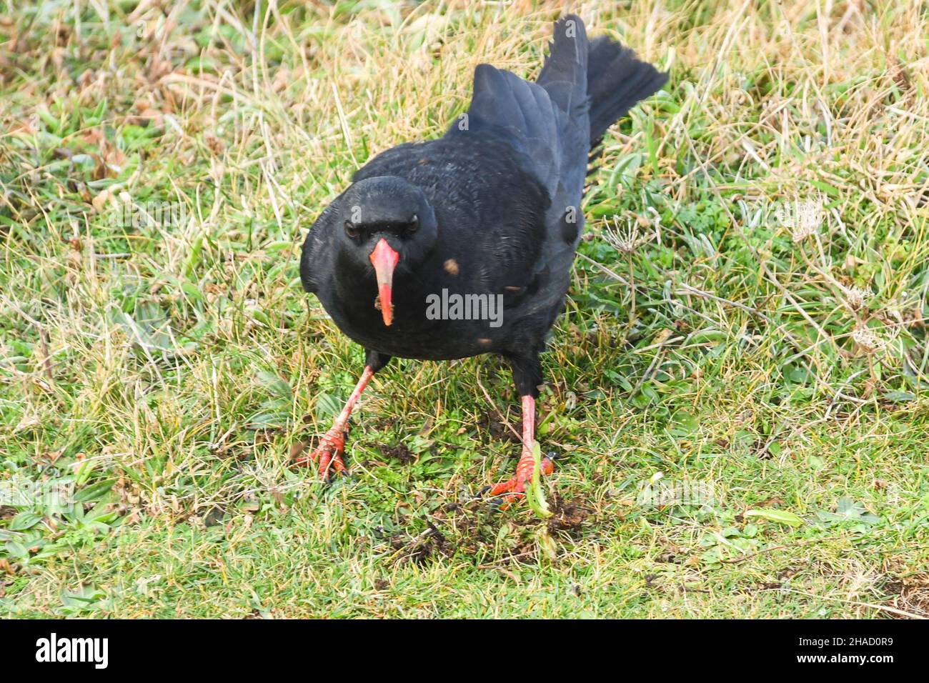 Daymer Bay, Cornwall, UK. 12th December 2021. An unringed Cornish ...