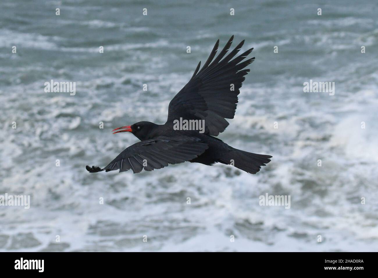 Daymer Bay, Cornwall, UK. 12th December 2021. An unringed Cornish ...