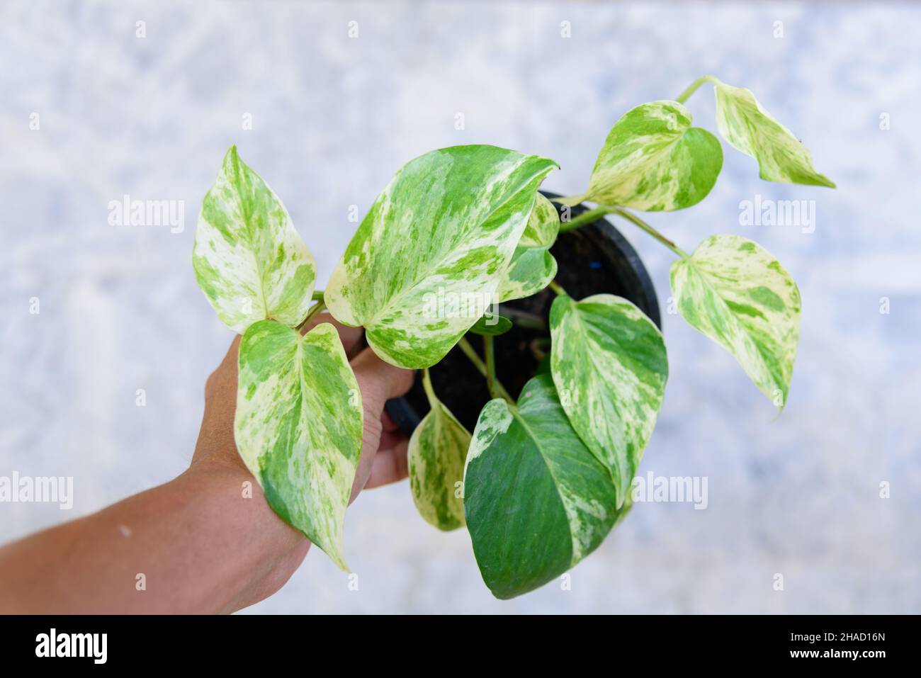 Epipremnum Marble Queen Stock Photo - Alamy