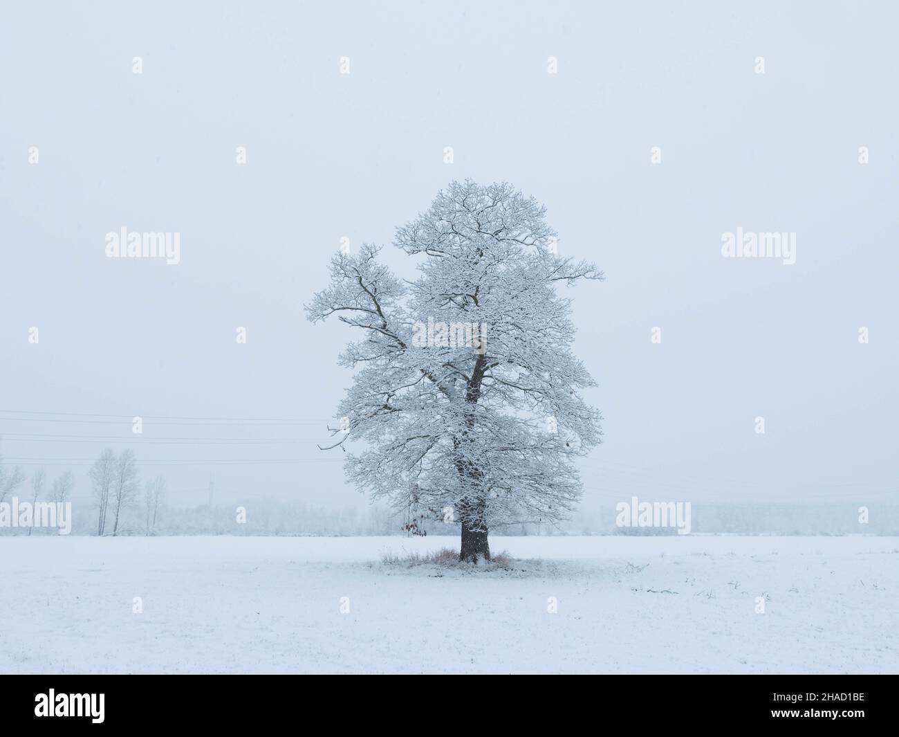 Vast flat terrain, fields and meadows. A large, lonely oak grows in the ...