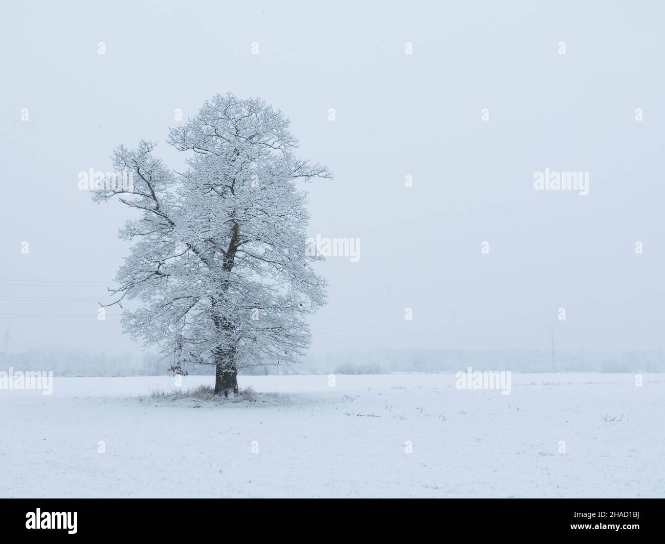 Single large tree with snow hi-res stock photography and images - Alamy