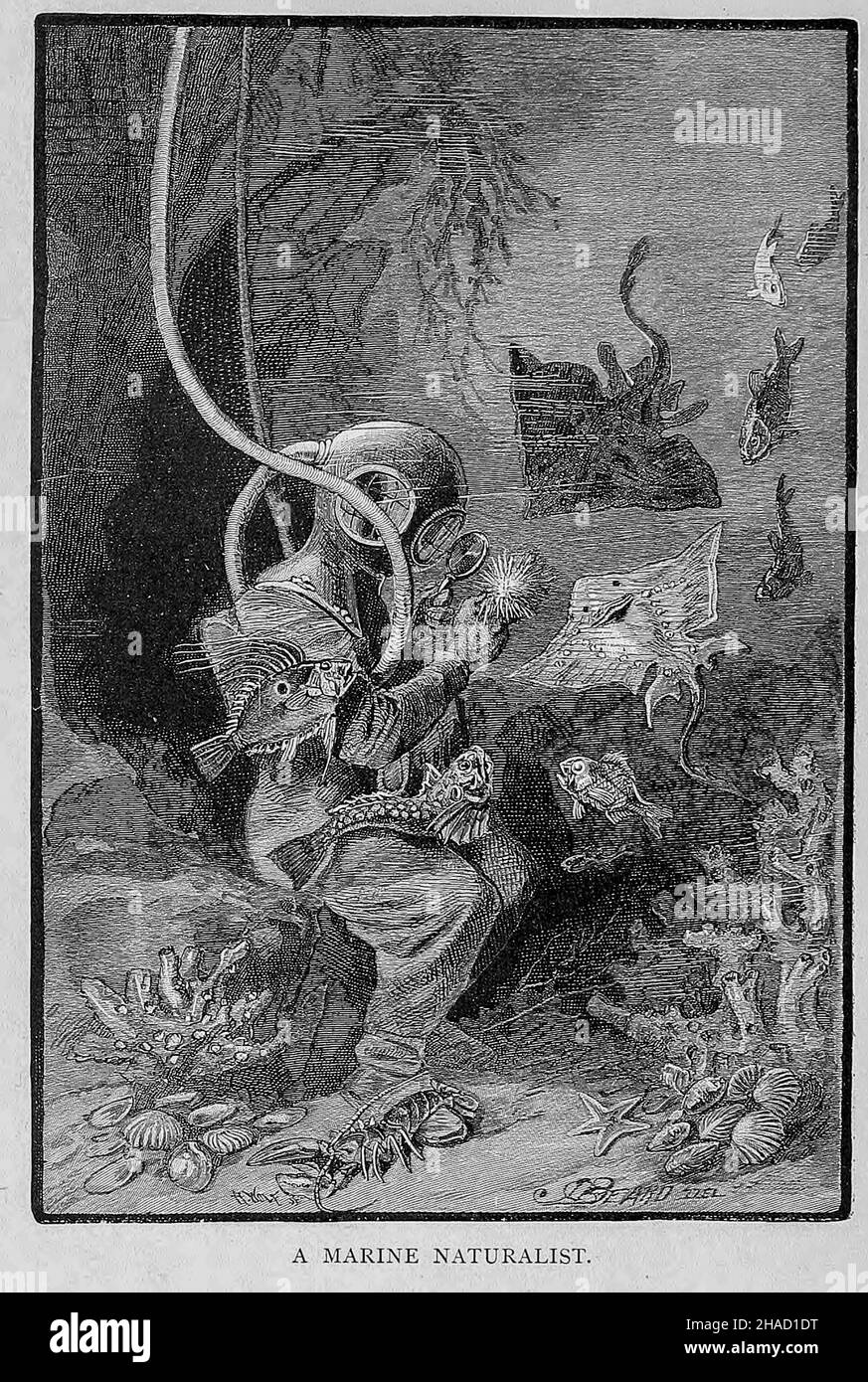 A Marine Naturalist from ' The book of the ocean ' by Ernest Ingersoll ...