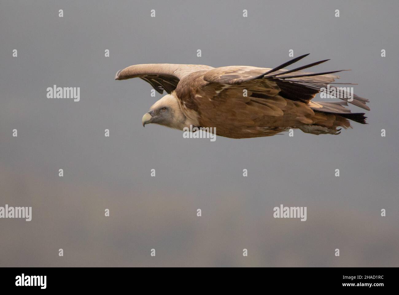 A beautiful shot of a big wild falcon flying with a blurred background ...