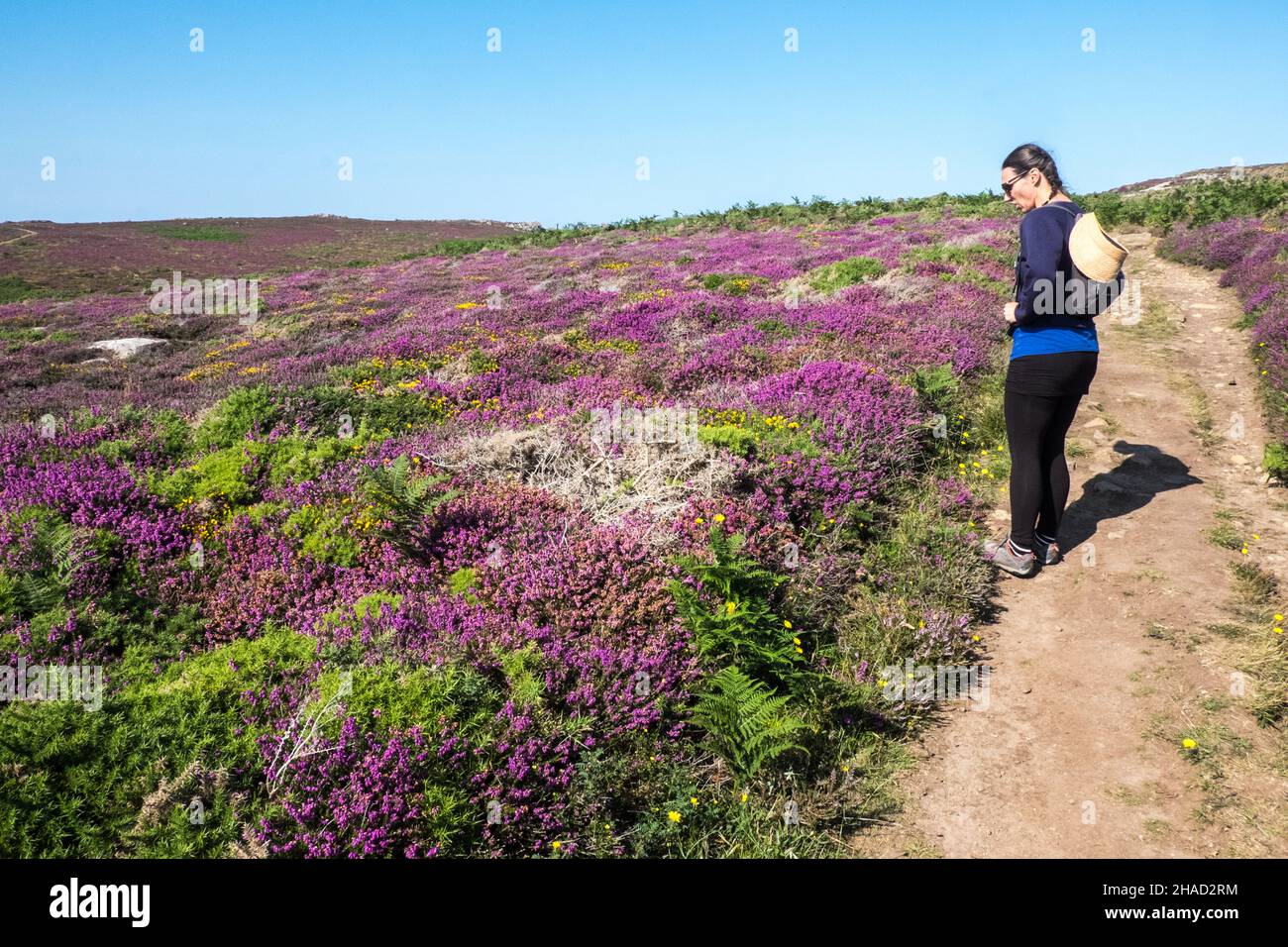 Rugged,cliffs,St. David's Head,and,Carn Llidi,Carn Llidi,a,181 metres ...