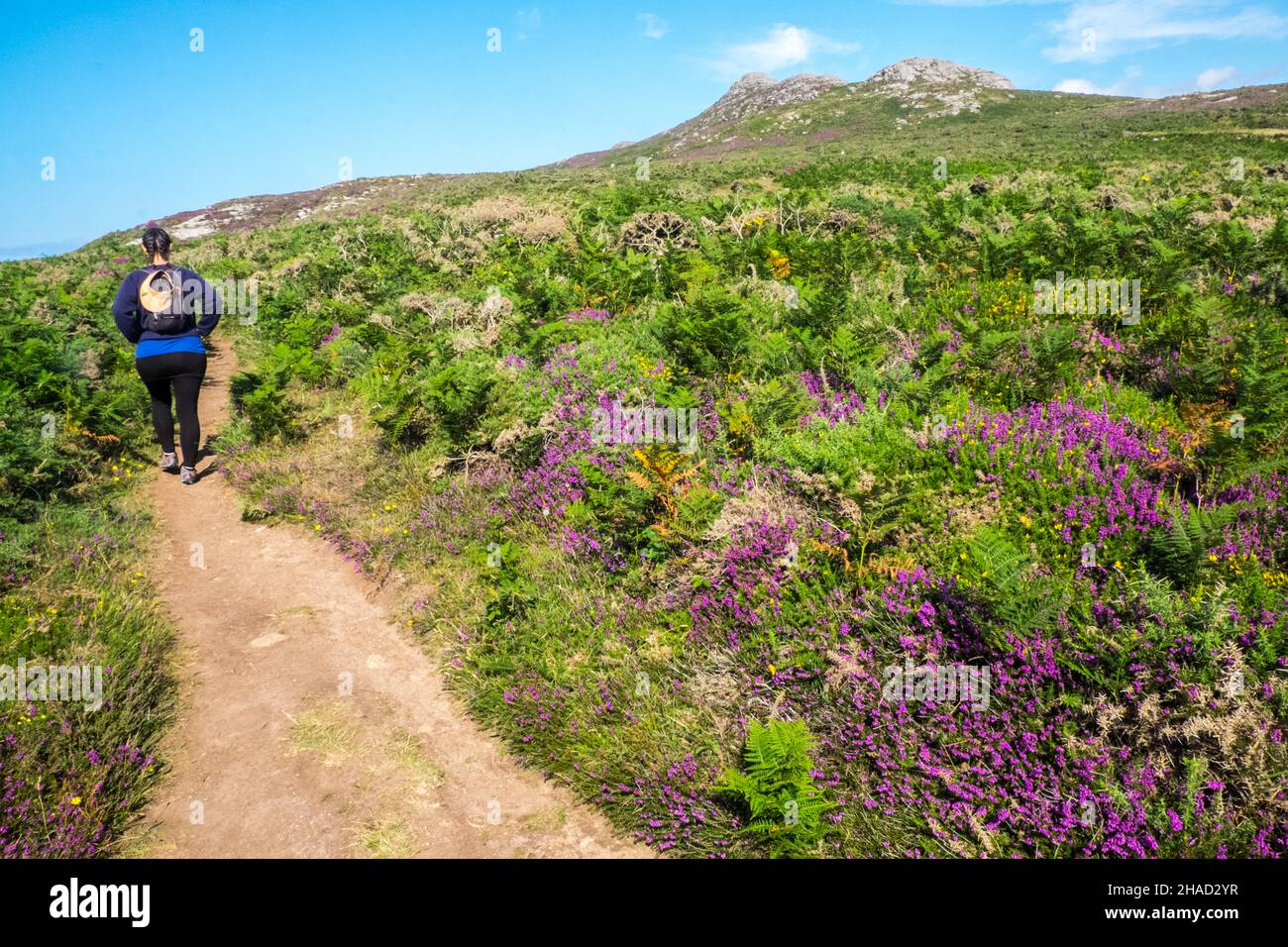 Rugged,cliffs,St. David's Head,and,Carn Llidi,Carn Llidi,a,181 metres ...