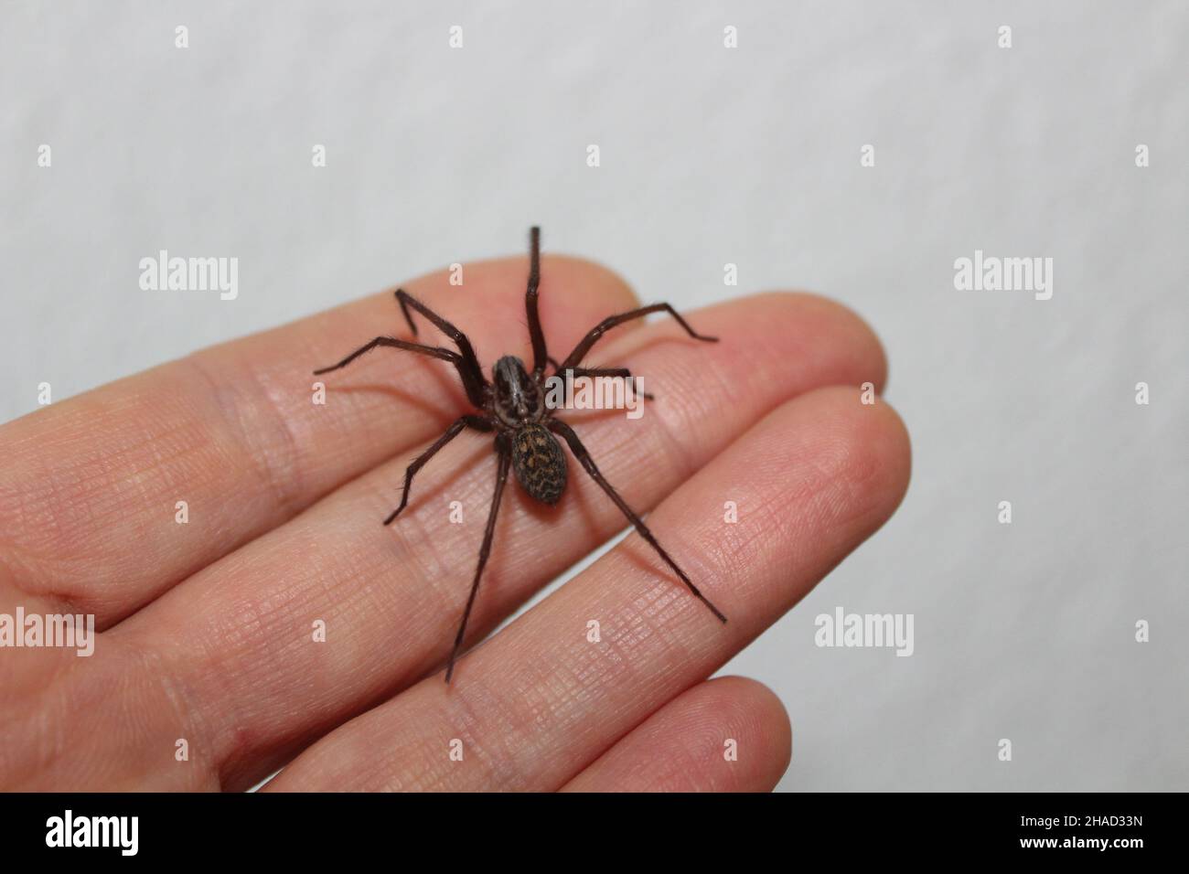 dust spider on a hand in front of a white wall Stock Photo - Alamy