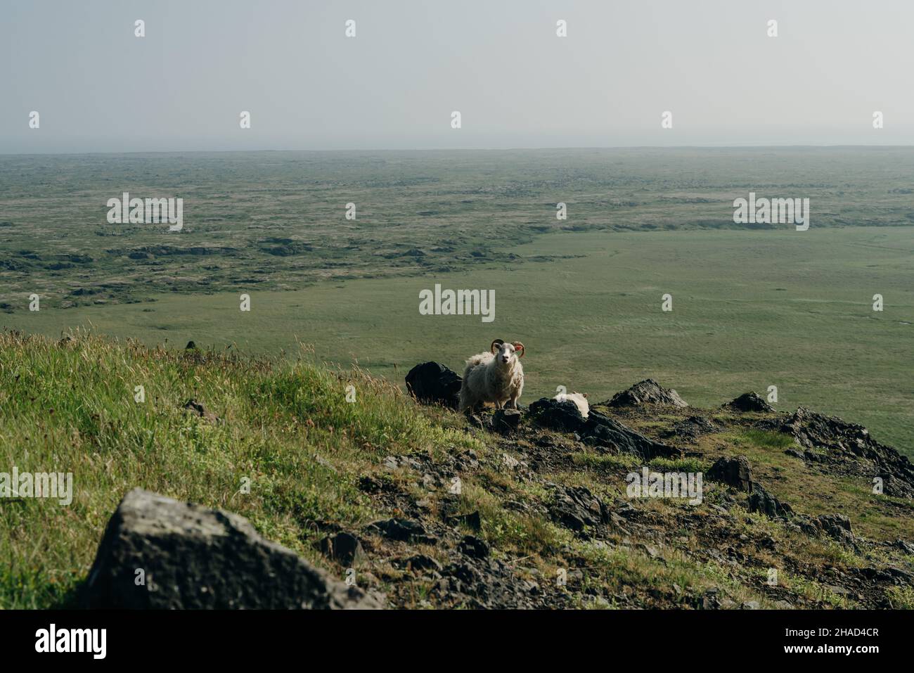 Sheep graze on the background of majestic nature, fog and Icelandic ...
