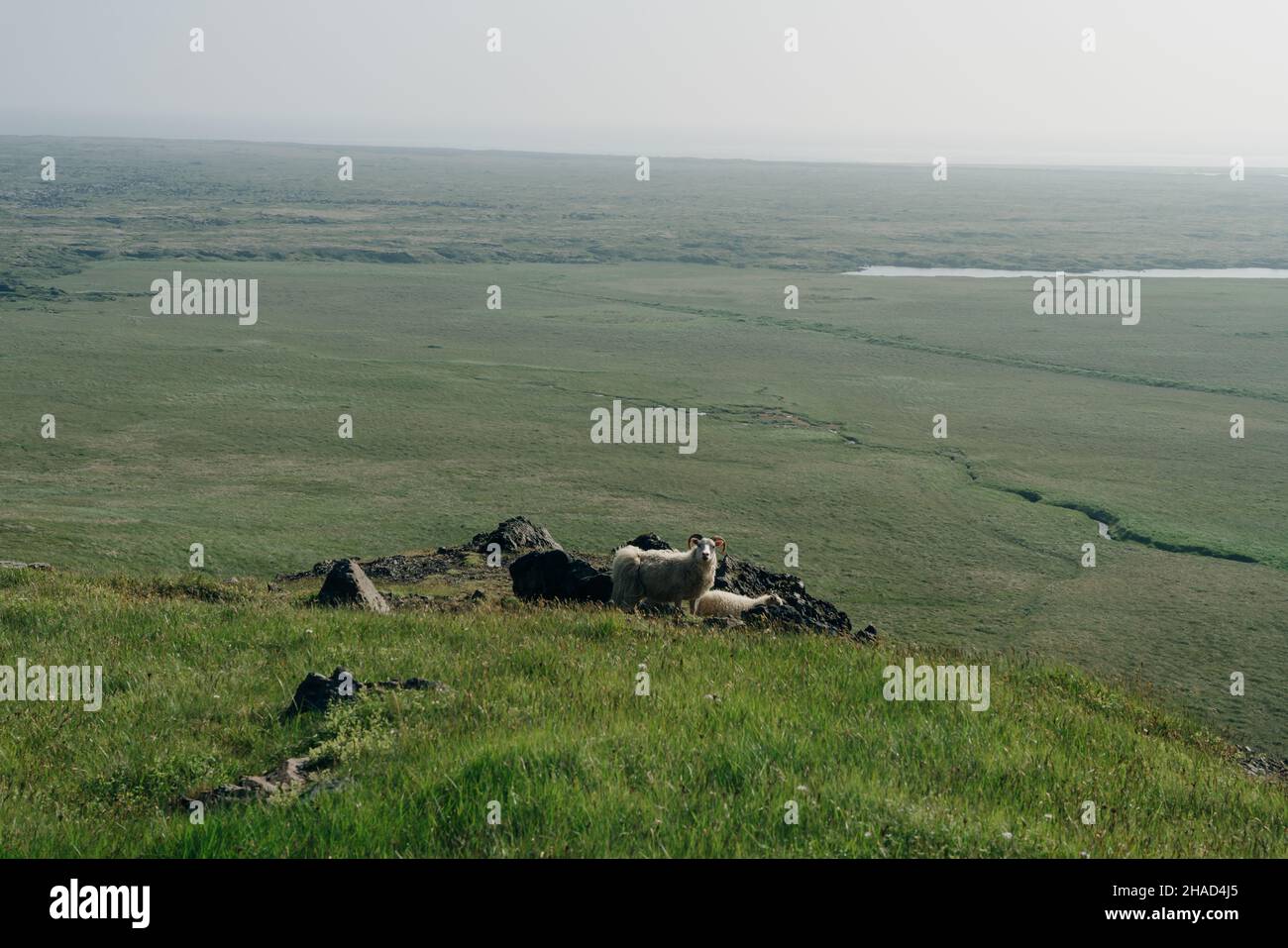 Sheep graze on the background of majestic nature, fog and Icelandic ...