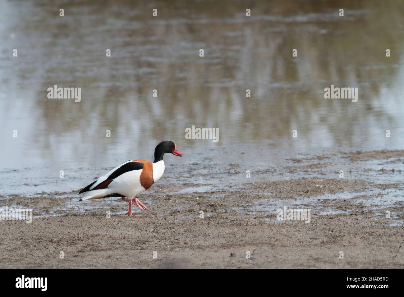 common shelduck Tadorna tadorna in a swamp in Camargue, Southern France ...