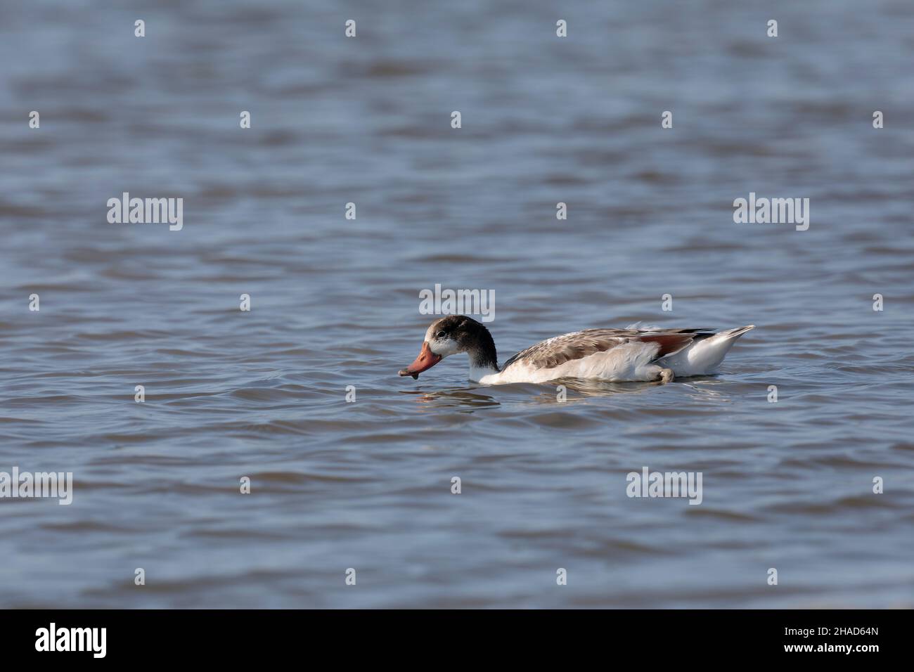 common shelduck Tadorna tadorna in a swamp in Camargue, Southern France ...