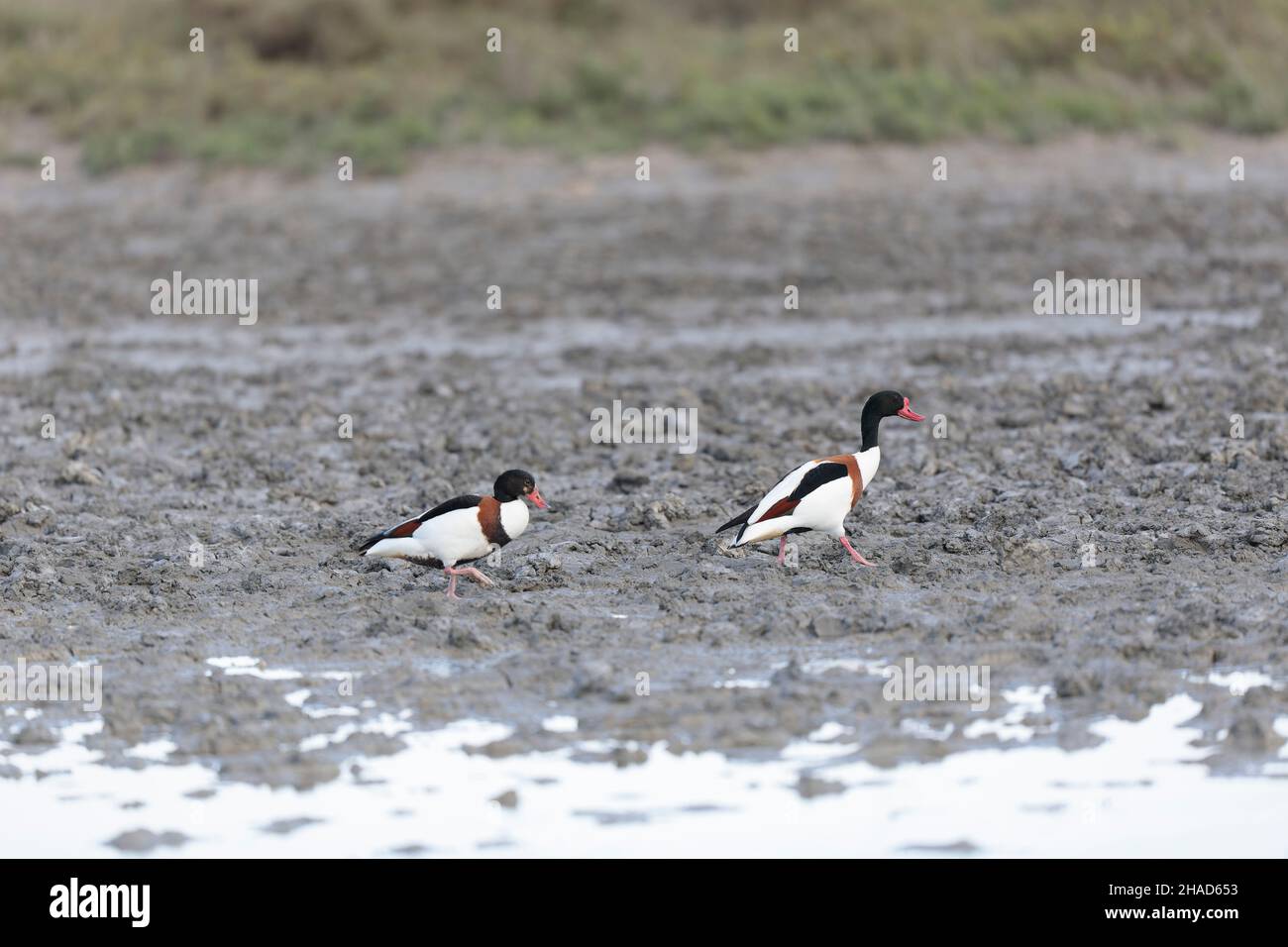 common shelduck Tadorna tadorna in a swamp in Camargue, Southern France ...