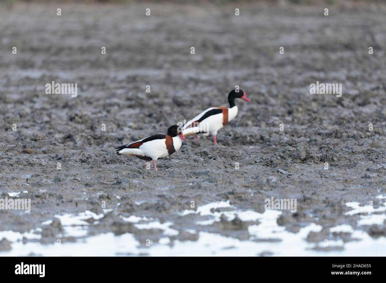 common shelduck Tadorna tadorna in a swamp in Camargue, Southern France ...