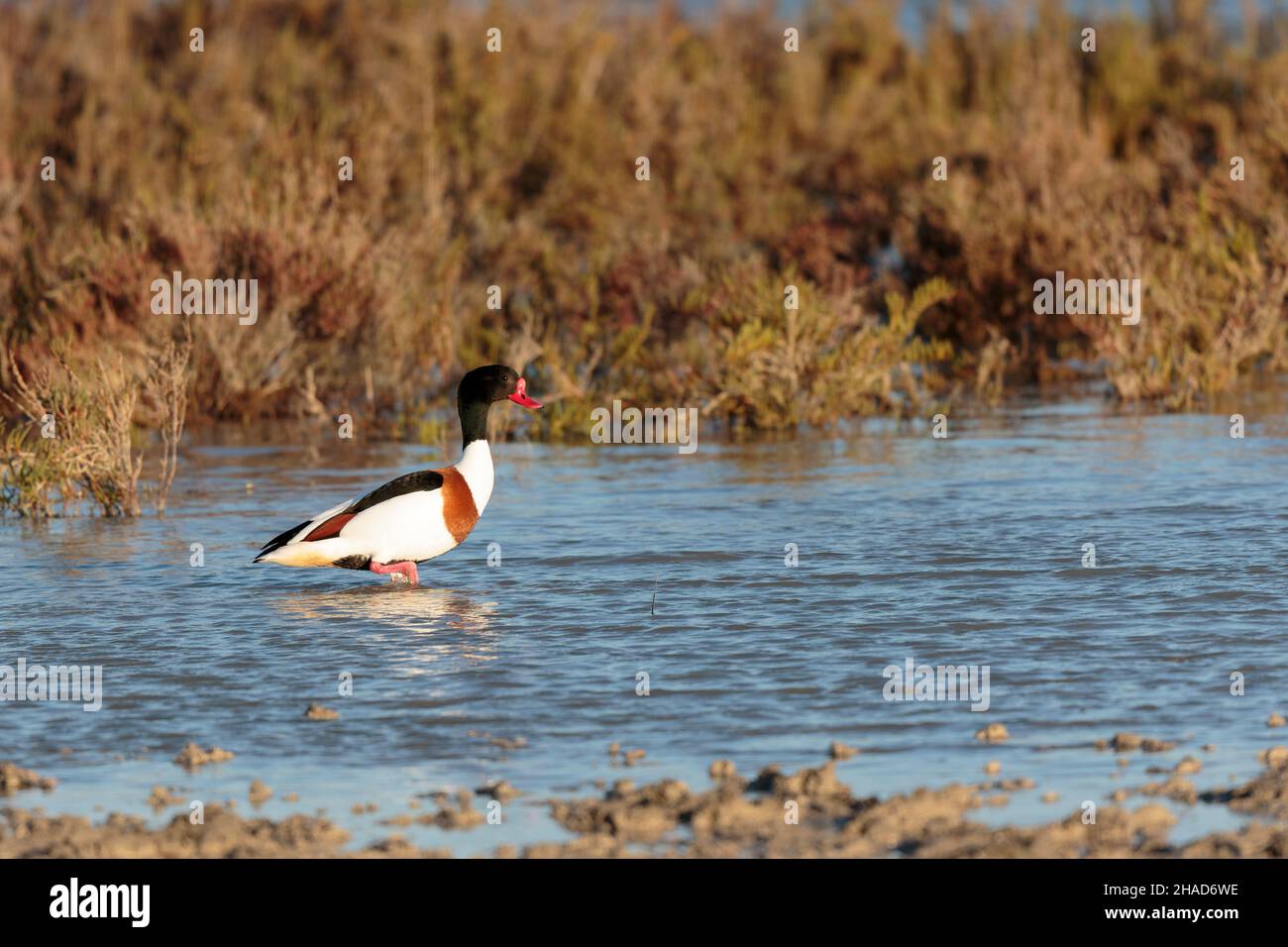 common shelduck Tadorna tadorna in a swamp in Camargue, Southern France ...