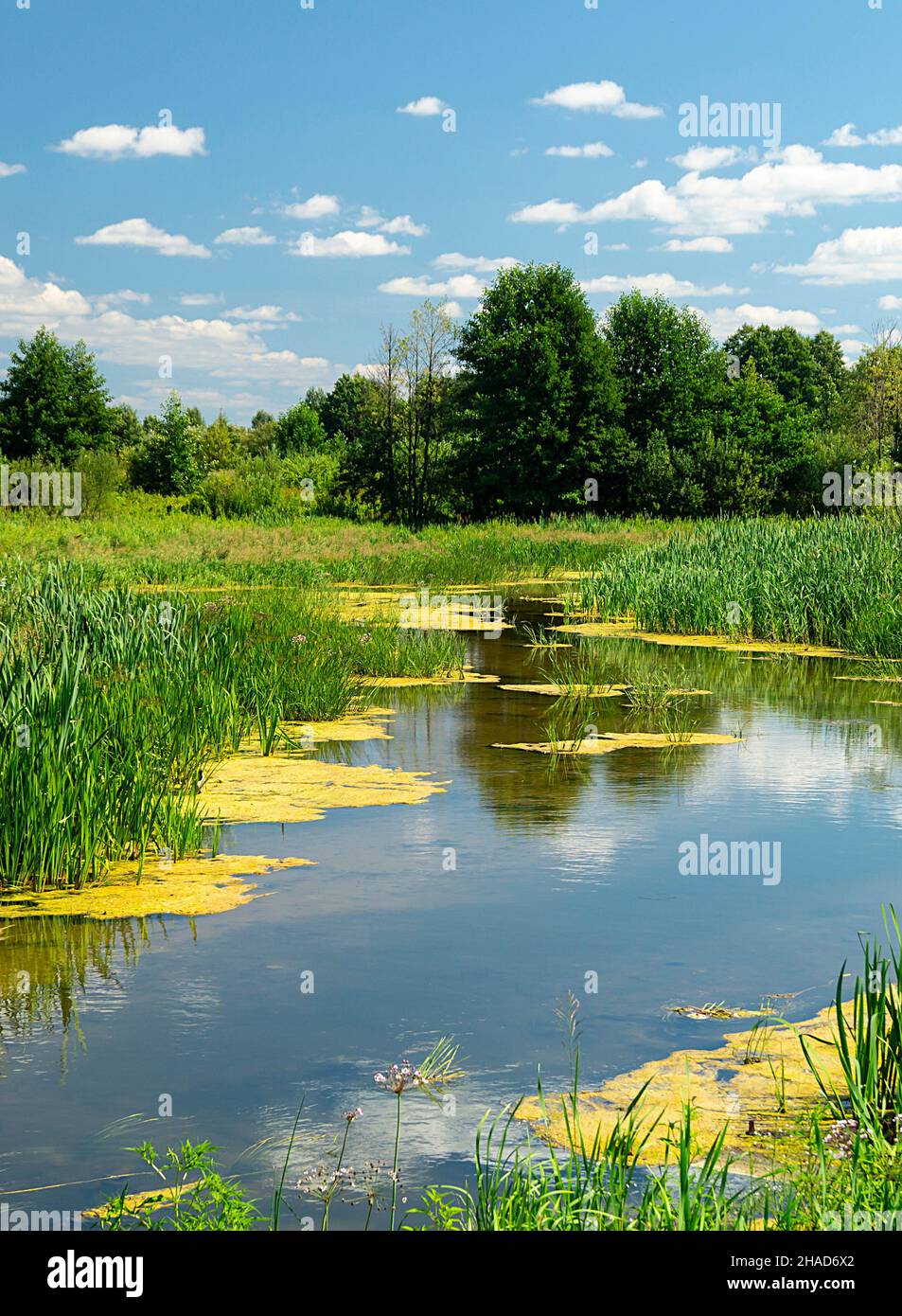 Year landscape with stream on background blue sky with white cloud ...