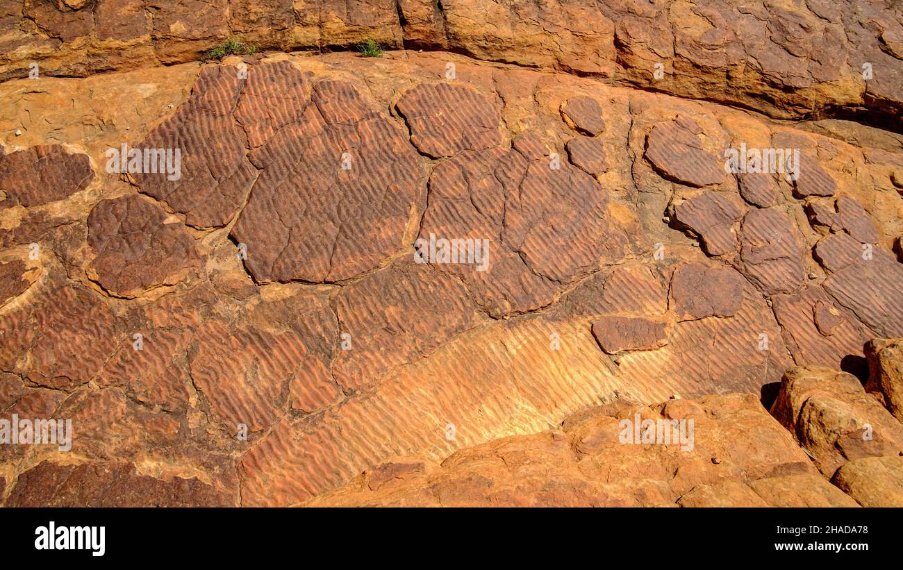 Petrification hi-res stock photography and images - Alamy