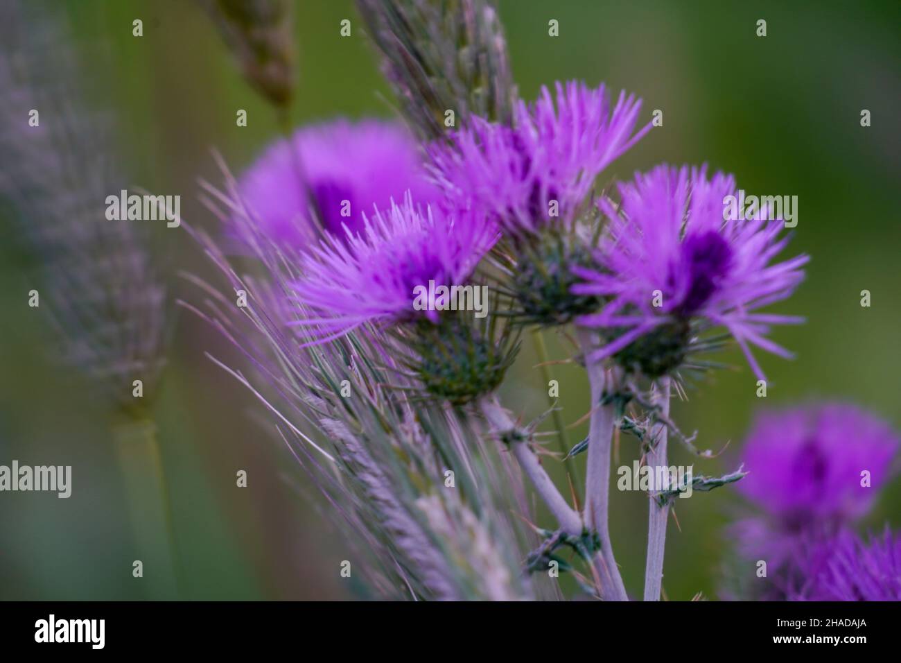 Perfect purple thistle close up. Photographed in Crete, Greece in April ...