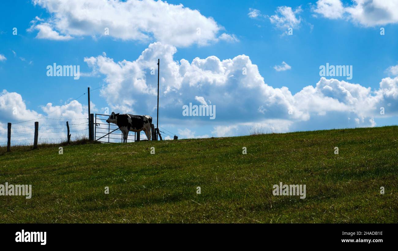 A green field with cows during daylight Stock Photo - Alamy