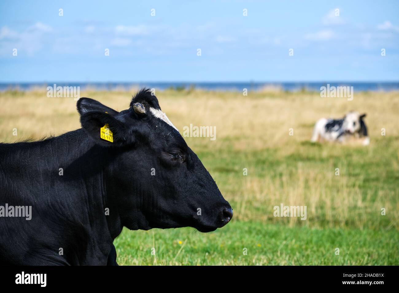 A green field with cows during daylight Stock Photo - Alamy