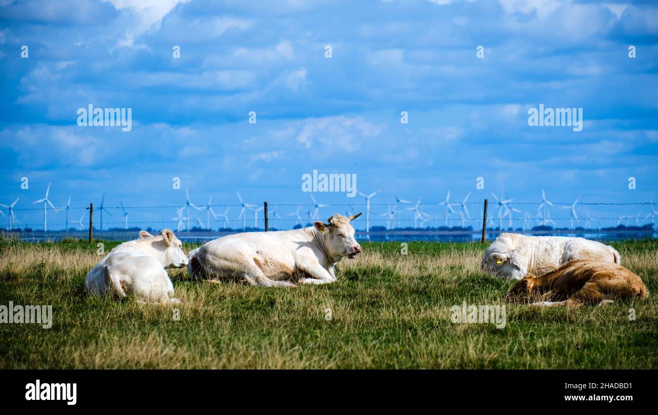 A green field with cows during daylight Stock Photo - Alamy