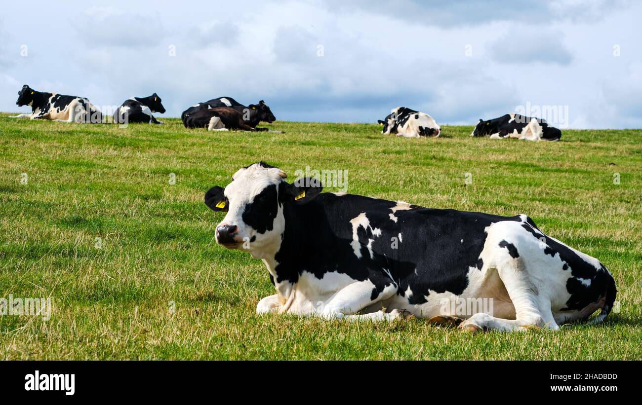 A green field with cows during daylight Stock Photo - Alamy