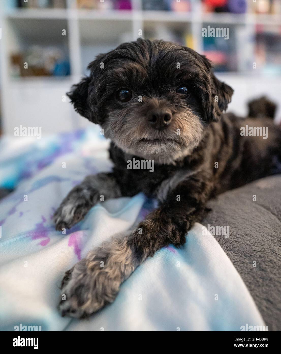 A vertical closeup of an adorable Lhasa Apso dog lying indoors Stock ...