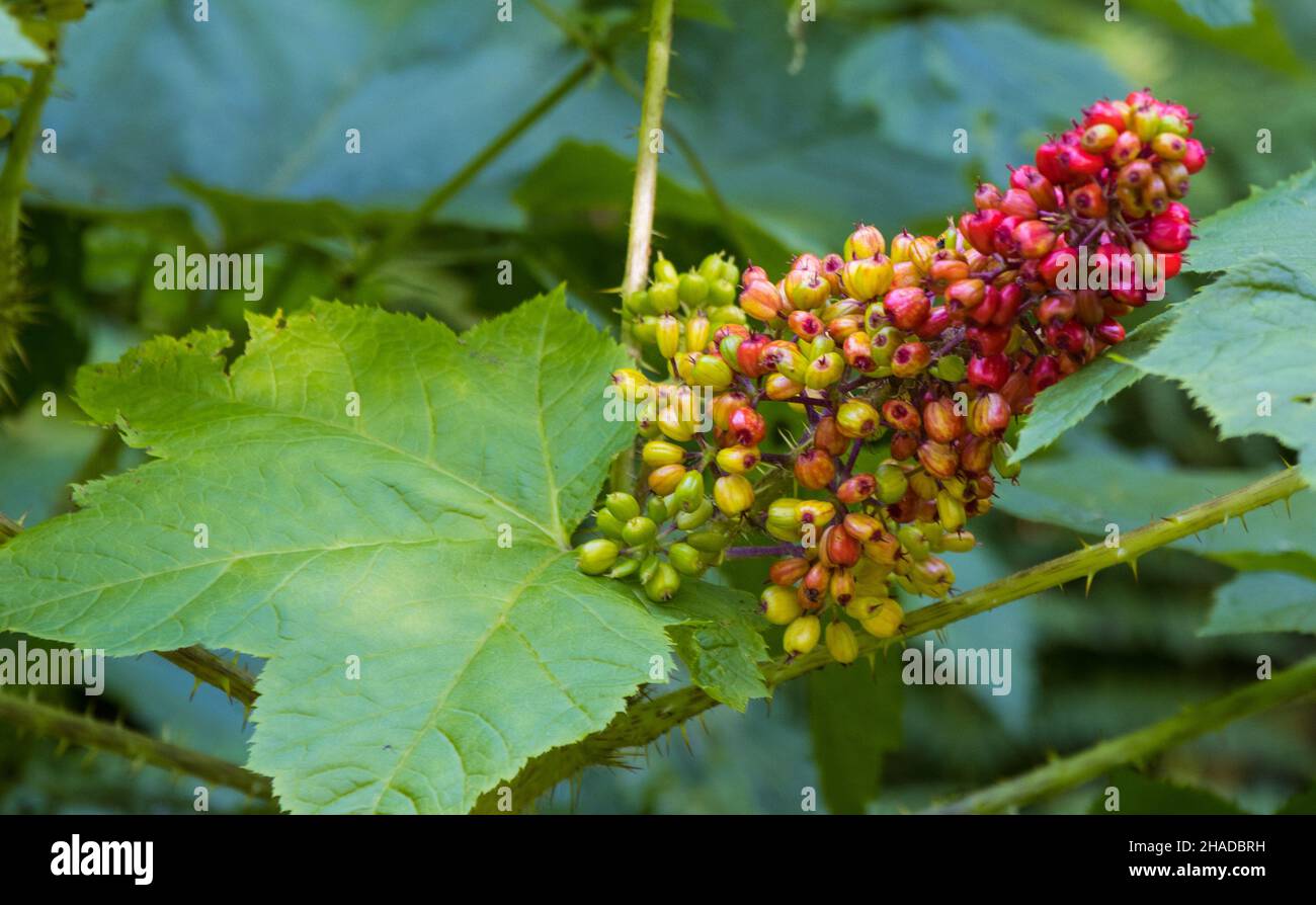 Indian spikenard hi-res stock photography and images - Alamy