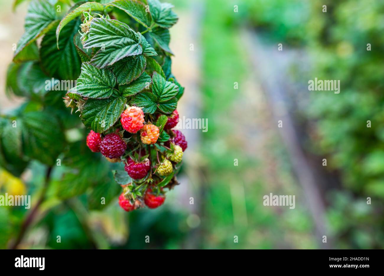 Green leaves and ripe raspberry berries ripen in orchard Stock Photo ...