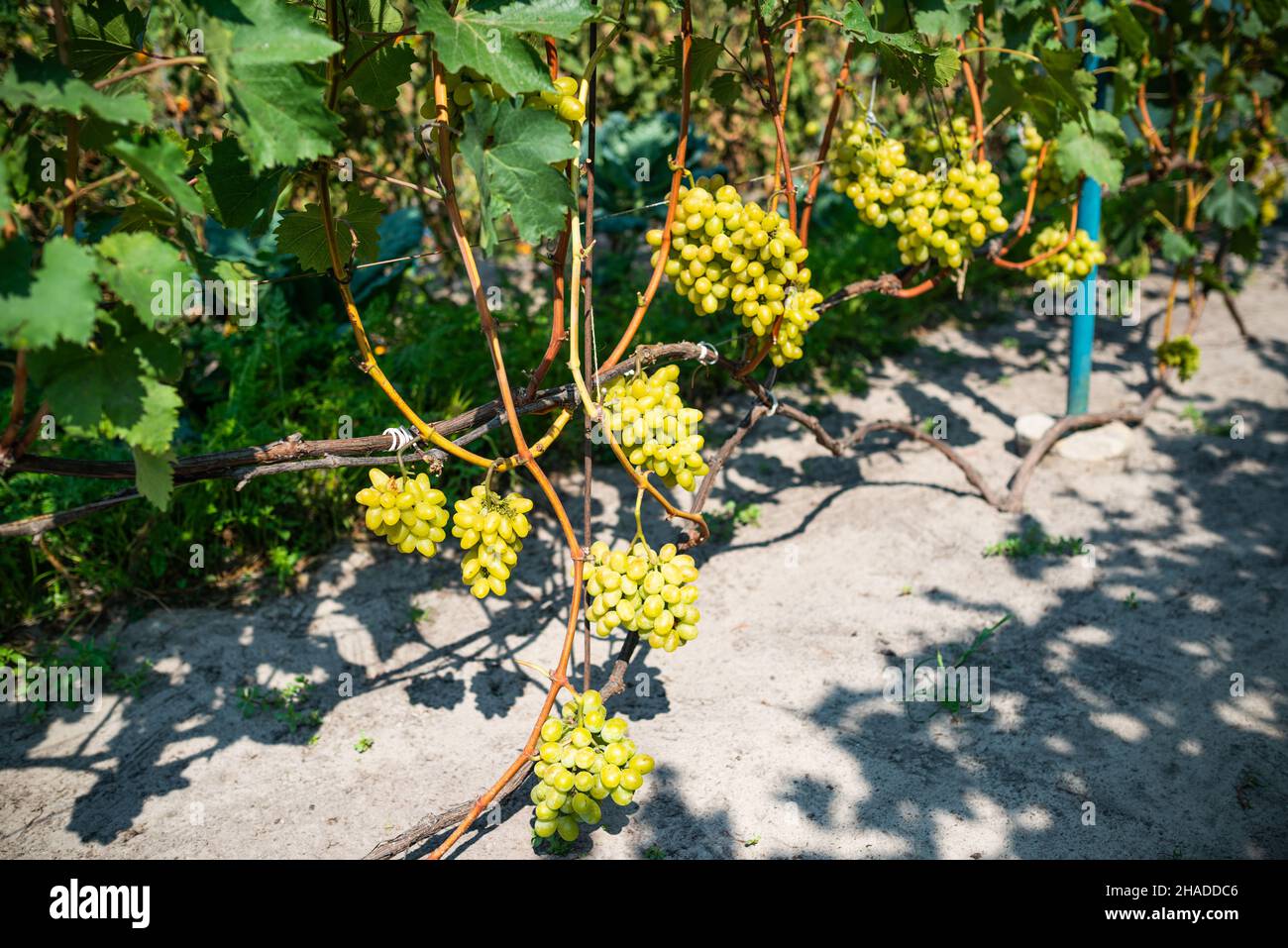 Long grapevines with bunches cast shadow on garden ground Stock Photo ...