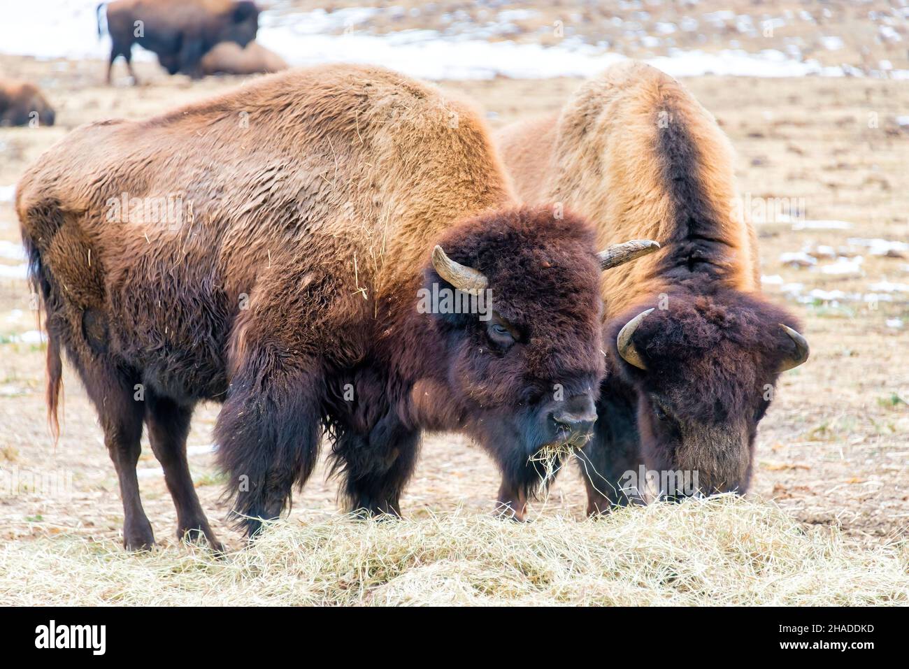 Two wood bison animals during the Winter season in the Toronto Zoo. Dec ...