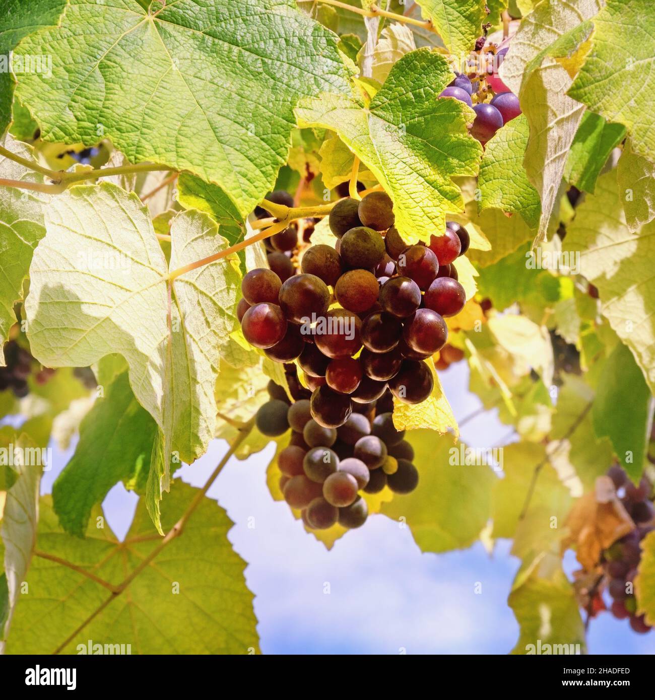Autumn. Grape vine with leaves and fruit against sky on sunny day Stock ...