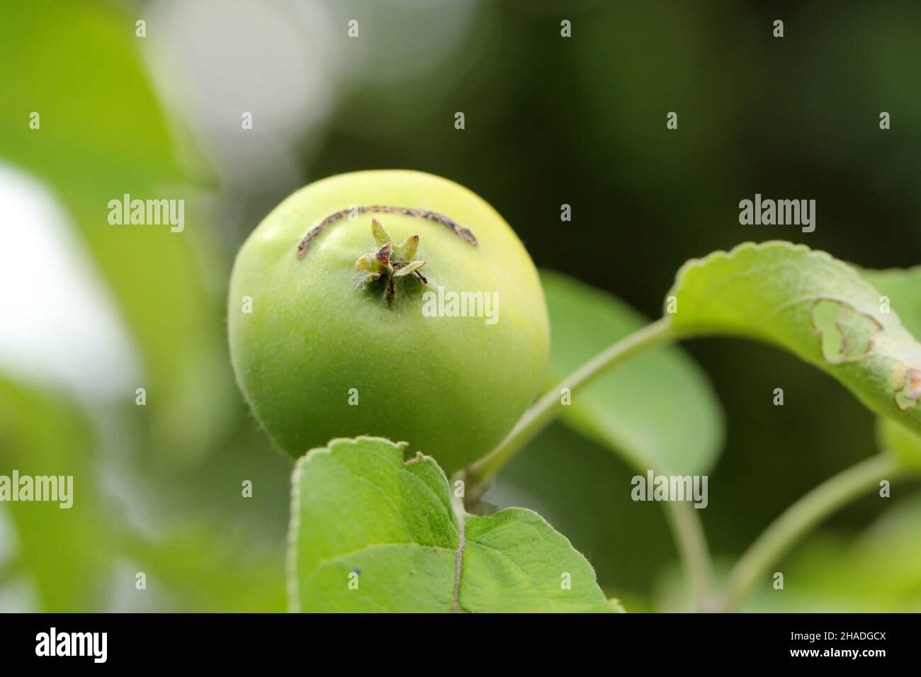 Apple damaged by larvae of european apple sawfly - Hoplocampa ...