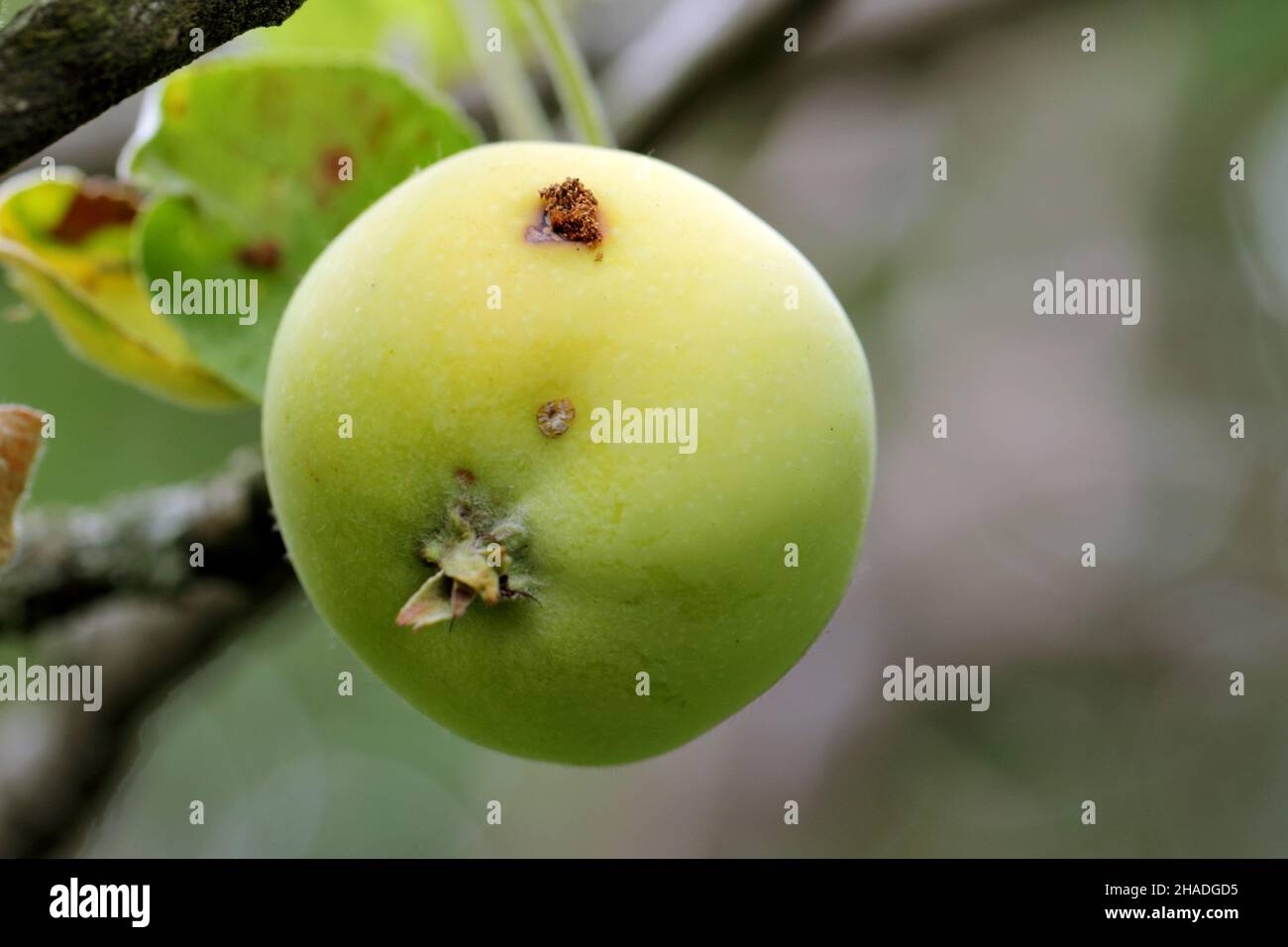 Apple fruit damaged by caterpillar of codling moth - Cydia pomonella ...
